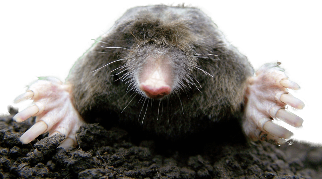 Les taupes & nuisances - Service de pose de piège à taupe en Île de France