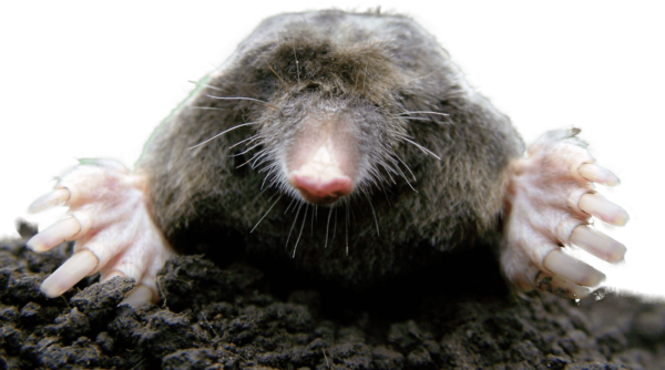 Les taupes & nuisances - Service de pose de piège à taupe en Île de France