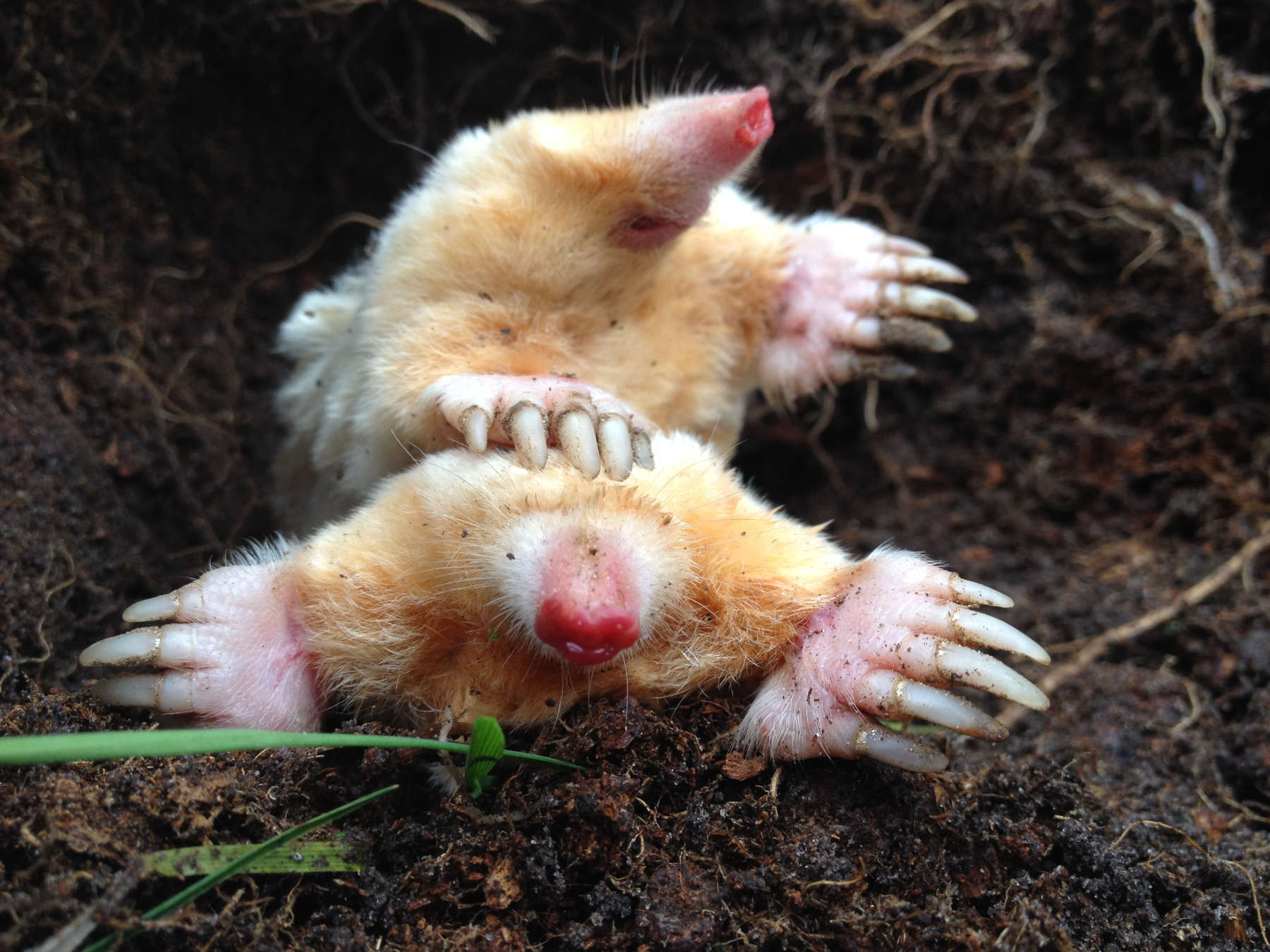 Les taupes & nuisances - Service de pose de piège à taupe en Île de France